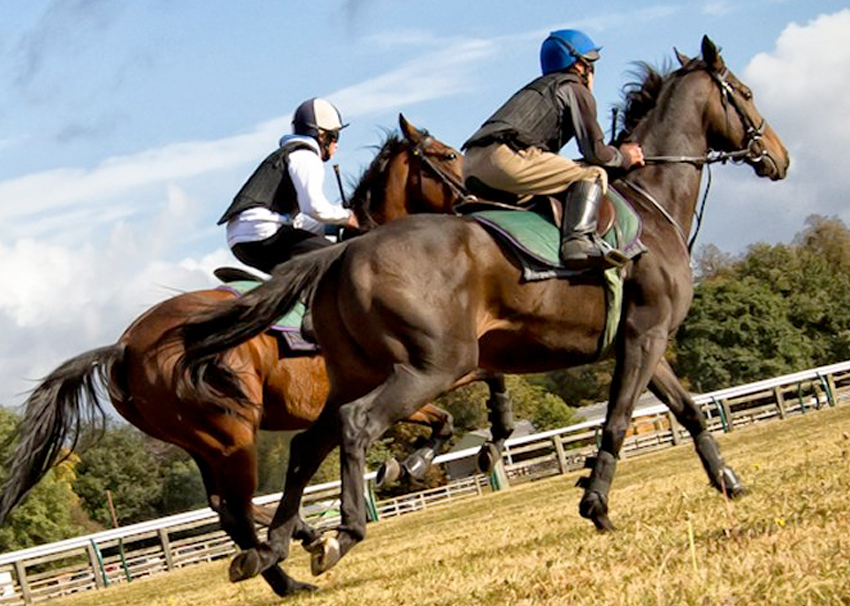 British Horseracing Authority - RH Advertising